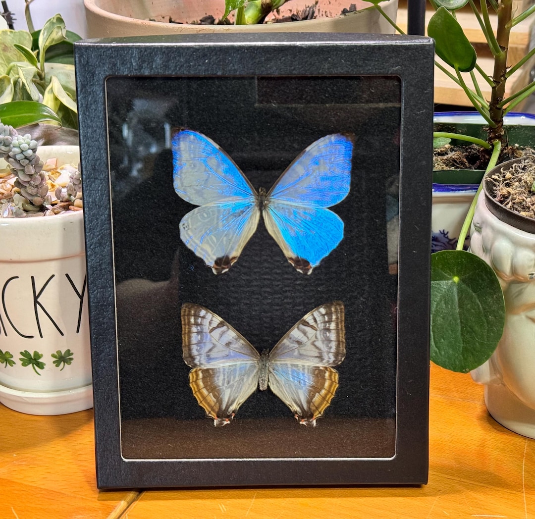 Mother of Pearl Morpho Butterfly, Morpho Sulkowskyi, Male & Female ...