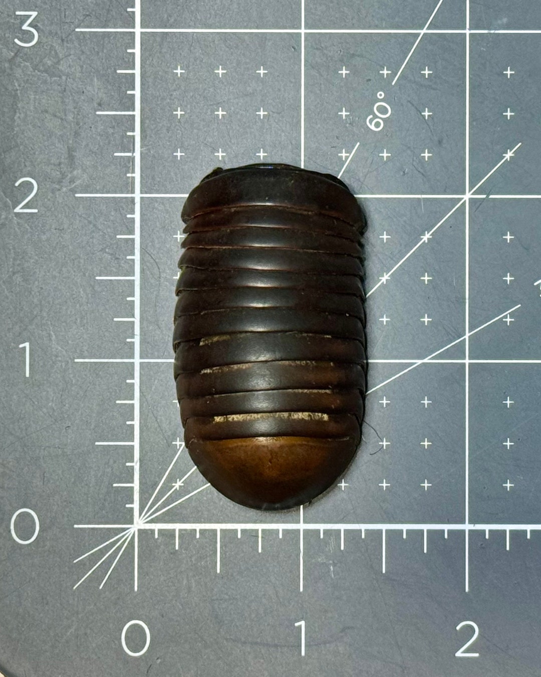 Giant Roly Poly, Pill Bug, Millipede, A1, MOUNTED, Real, Preserved - Etsy