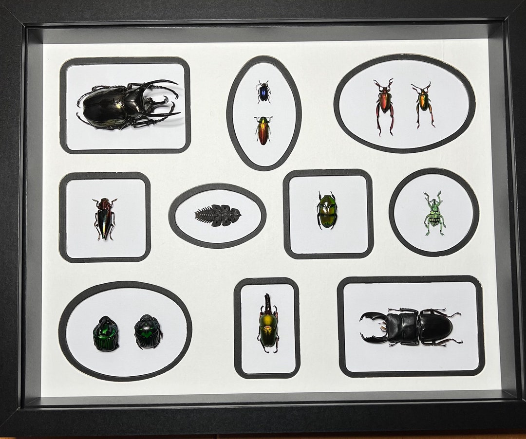 Beetle Collage 1, Real Insects, Taxidermy, Oddities, Natural History ...