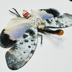 Rare Purple Planthopper, Fulgoridae Sp., Mounted (wings Spread) and ...