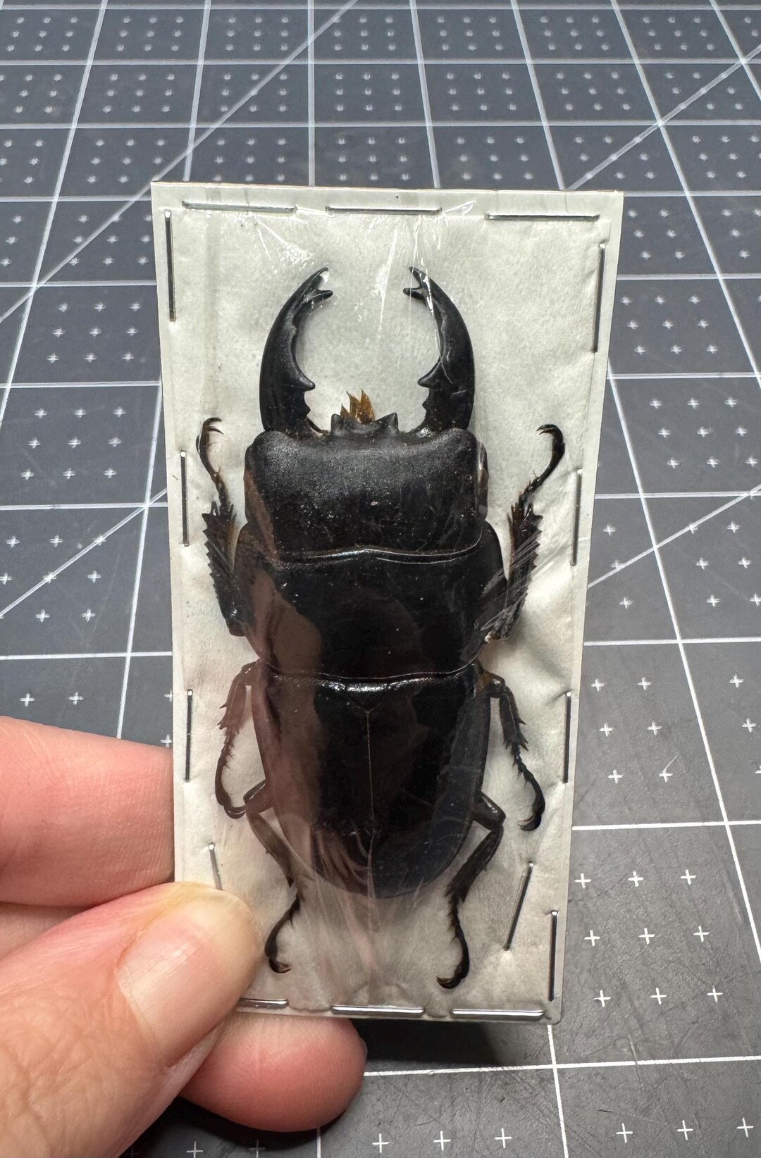 Black Giant Stag Beetle, Dorcus Alcides, +50-55mm (2.15 In), Unmounted ...