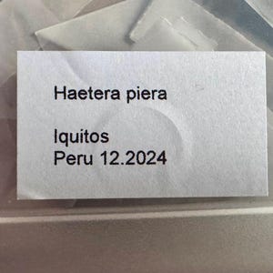 Haetera Piera, Amber Phantom Glass Wing Butterfly, Male, Nymphalidae ...