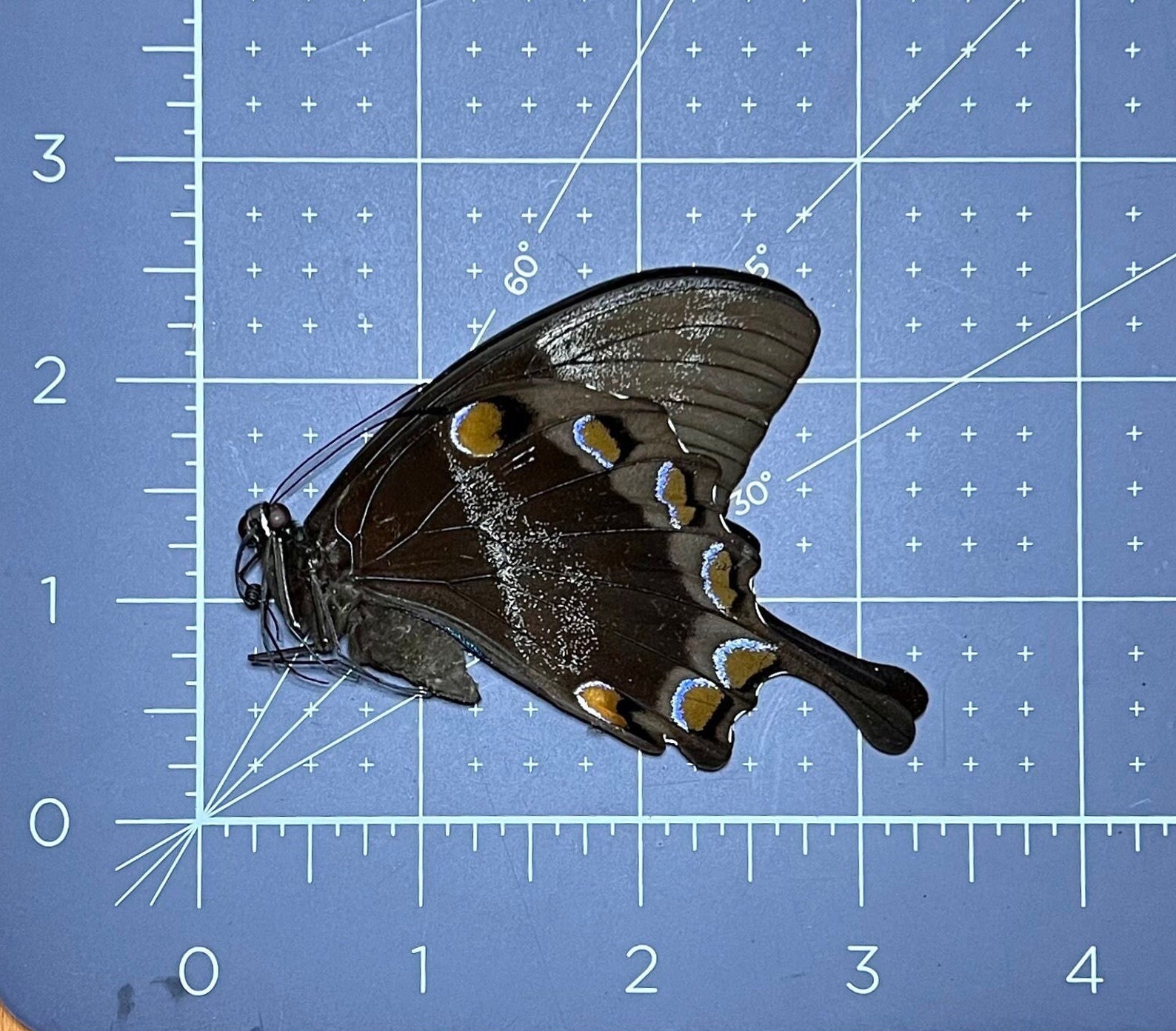 Ulysses Swallowtail Butterfly Papilio Ulysses Ulysses Wings - Etsy