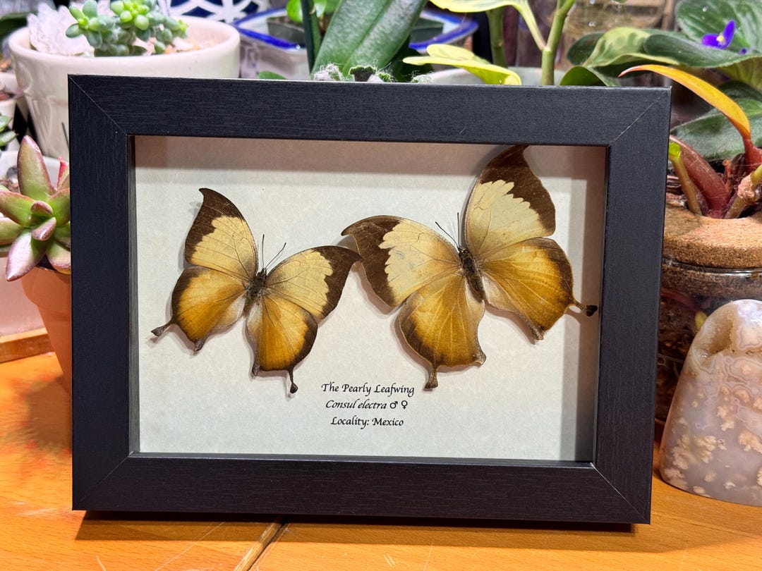Framed Pearly Leafwing Butterfly Pair, Consul Electra, Real Insect ...