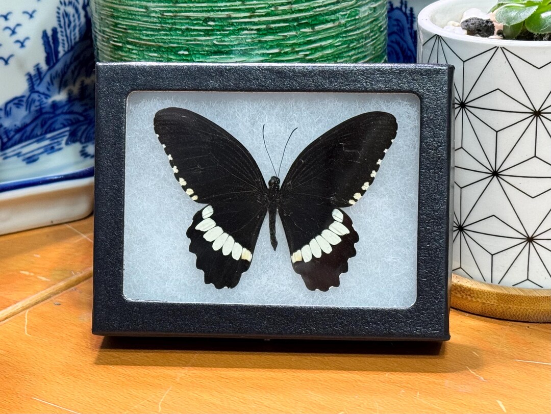 Common Mormon Swallowtail Butterfly, Papilio Polytes, Female, Mounted ...