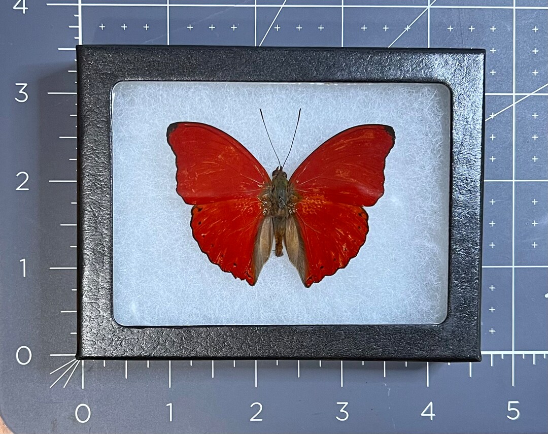 Blood Red Glider Butterfly, Cymothoe Sangaris, Male, Mounted and Framed ...