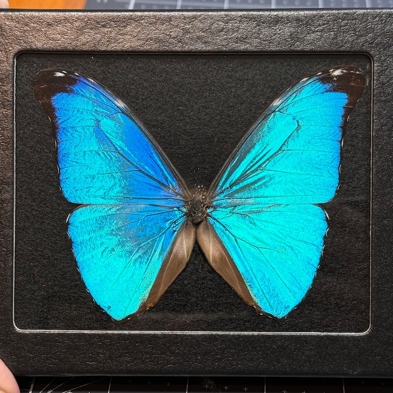 Mounted Butterflies - Etsy