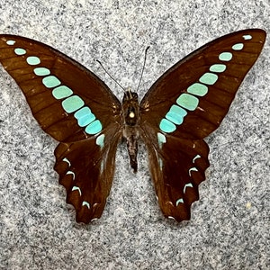 Common Bluebottle Butterfly, Graphium Sarpedon, Wings FOLDED or Mounted ...