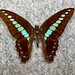 Common Bluebottle Butterfly, Graphium Sarpedon, Wings FOLDED or Mounted ...