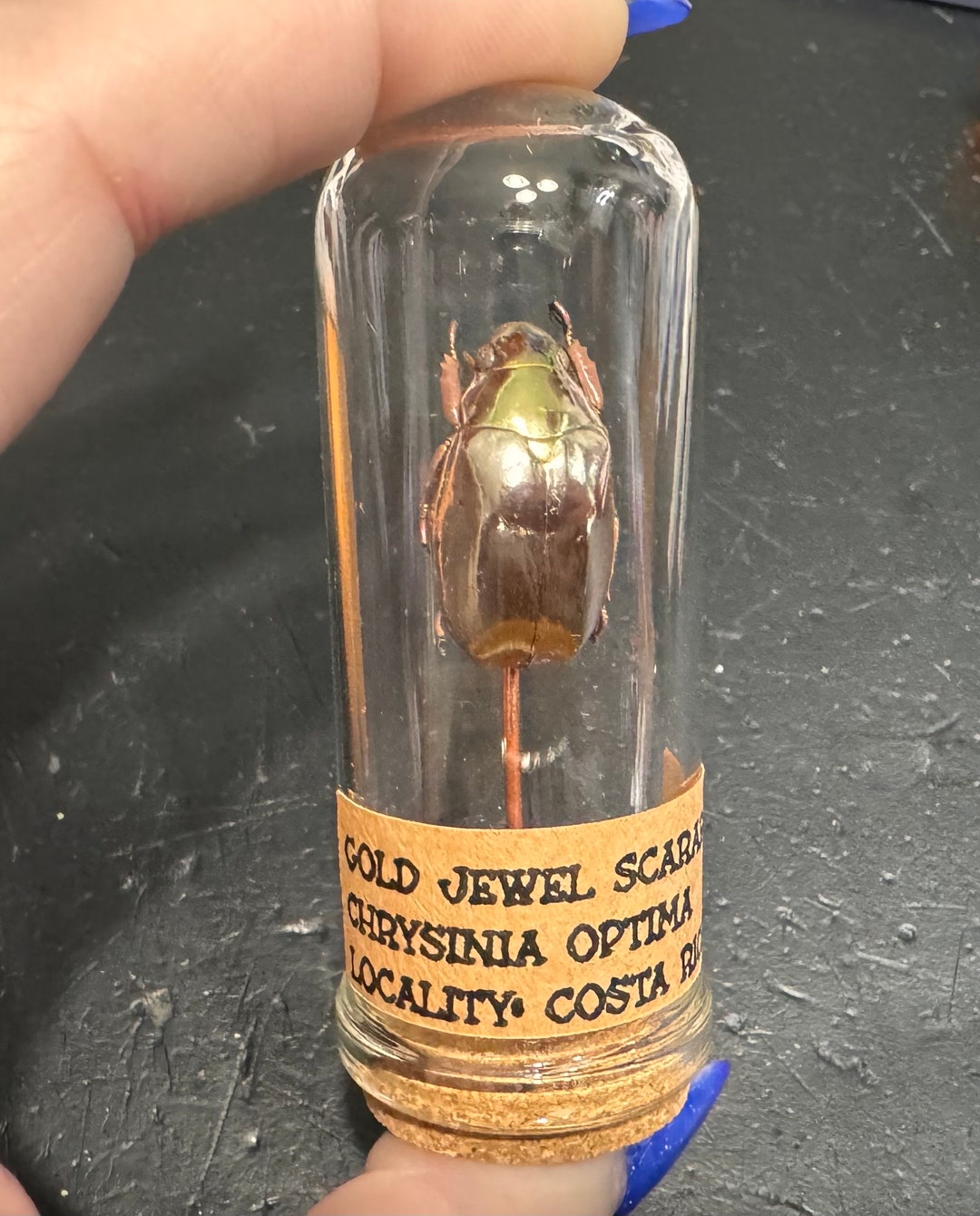 Rare Gold Jewel Scarab Beetle, Chrysina Optima, in a Bell Jar, Cloche ...