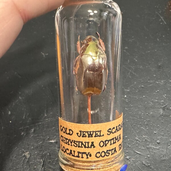 Real Scarab - Etsy