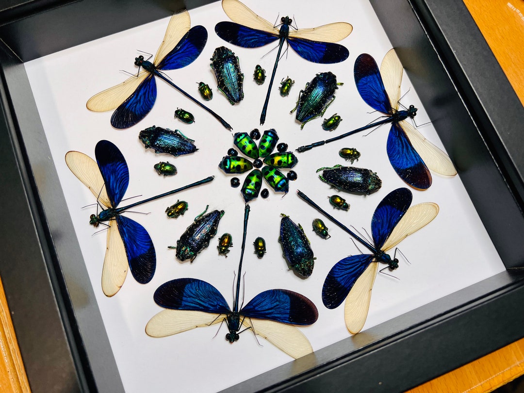 Unique Insect Mandala #10 in an 8” Square Shadowbox, Made With Real ...