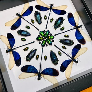 Unique Insect Mandala #10 in an 8” Square Shadowbox, Made With Real ...