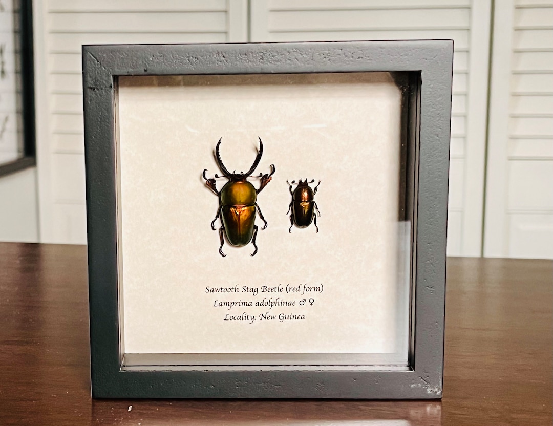 Pair of Sawtooth Stag Beetles (red Form), Lamprima Adolphinae, Mounted ...