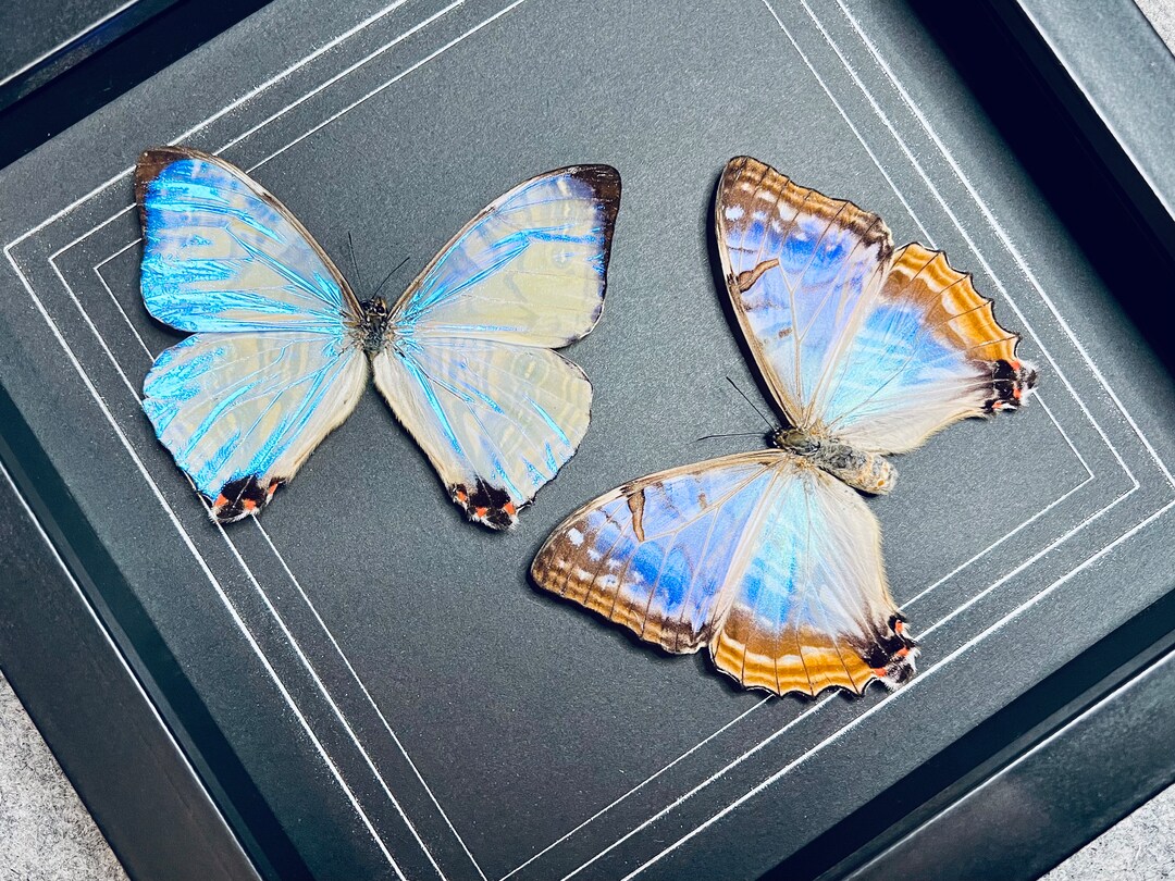 Pair of Sulkowsky's Morphos Morpho Sulkowskyi Mounted - Etsy