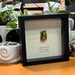 Chrysina Aurigans, RARE Shiny Golden Scarab Beetle, XL Size (30.6 Mm ...