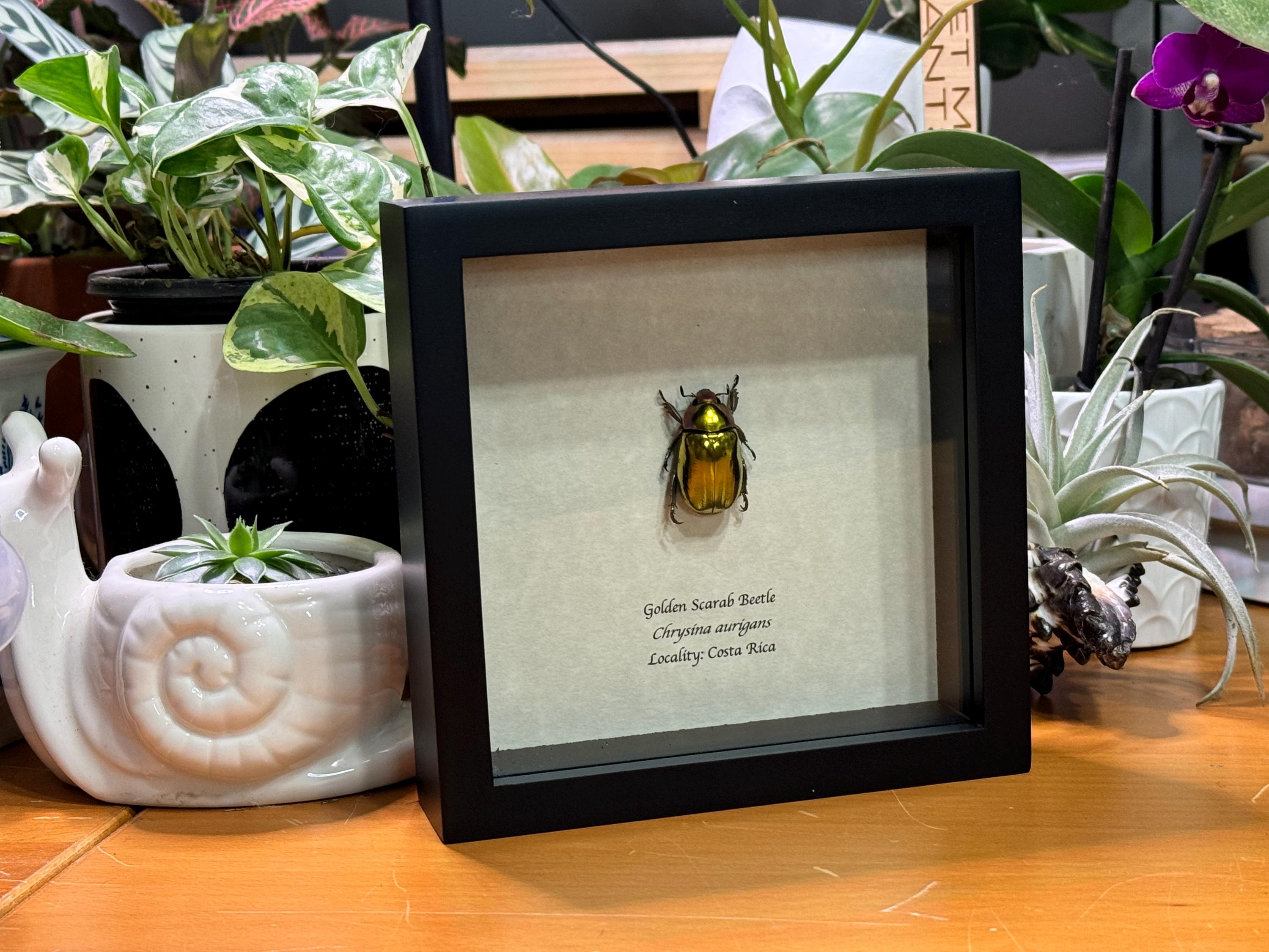 Chrysina Aurigans, RARE Shiny Golden Scarab Beetle, XL Size (30.6 Mm ...