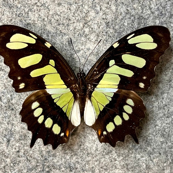 Peruvian Butterflies - Etsy