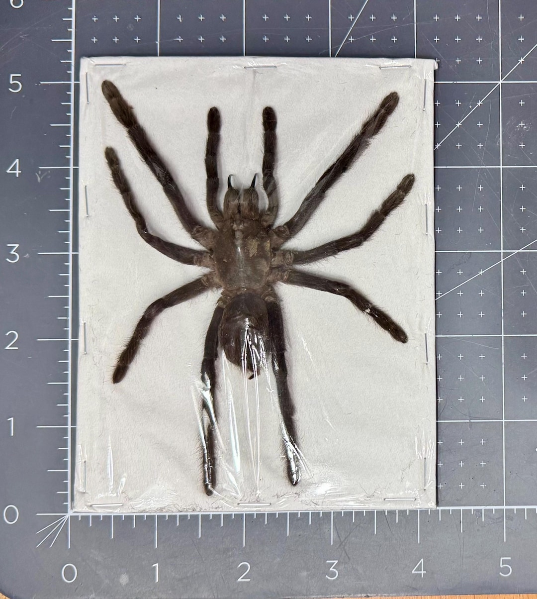 Large Java Yellow Kneed Tarantula, Selenocosmia Javanensis ...