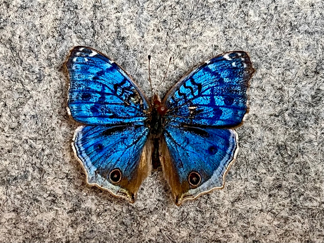 The Blue Buckeye Butterfly, Junonia Rhadama, Unmounted (wings FOLDED ...