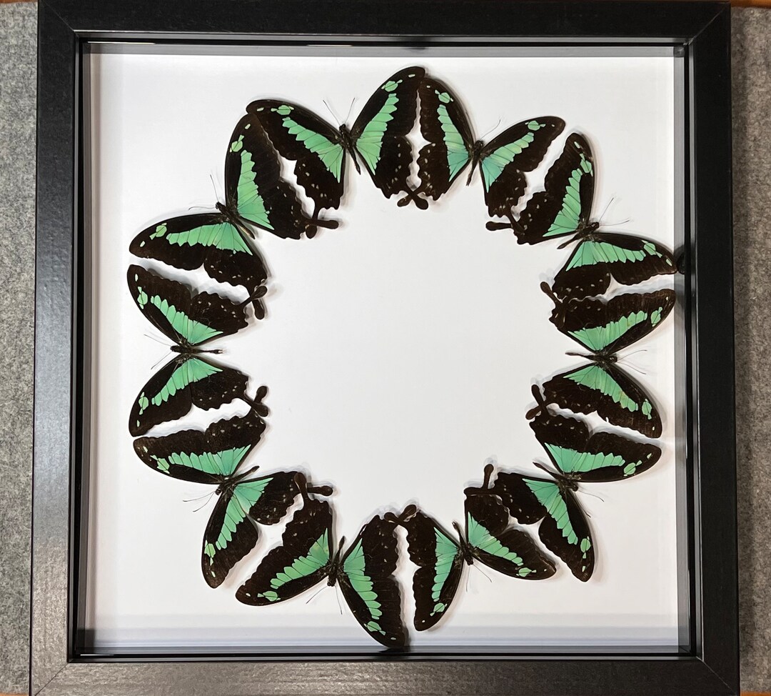 Unique Insect Mandala 9 in 12x12 Shadow Box, Green Banded Swallowtail ...