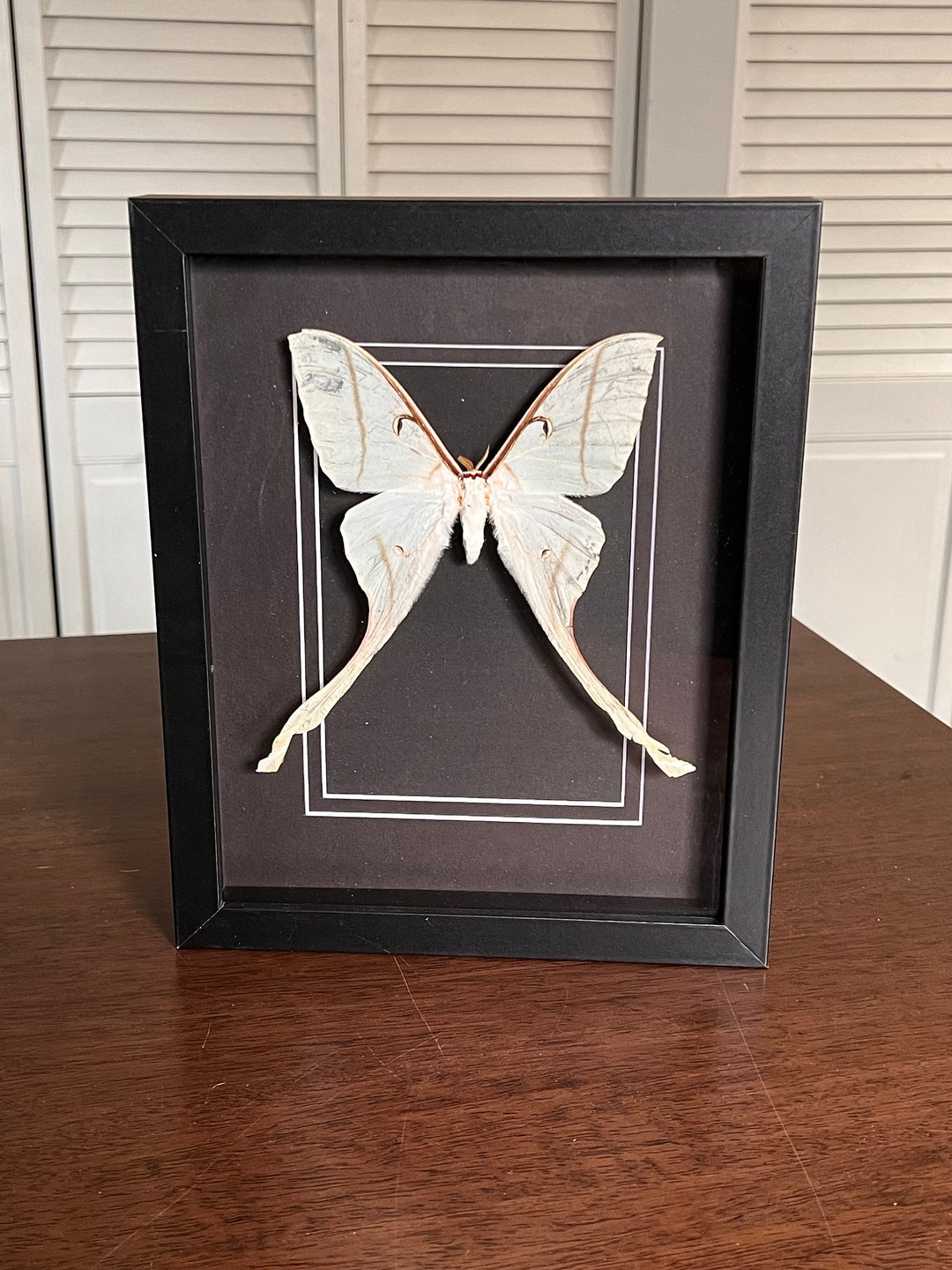 Pink Spirit Moth Actias Rhodopneuma Female Mounted and - Etsy