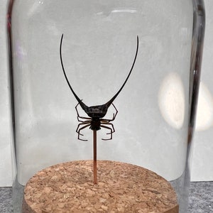 Macracantha Arcuata, Wishbone Spider, Mounted in a Bell Jar, Cloche ...