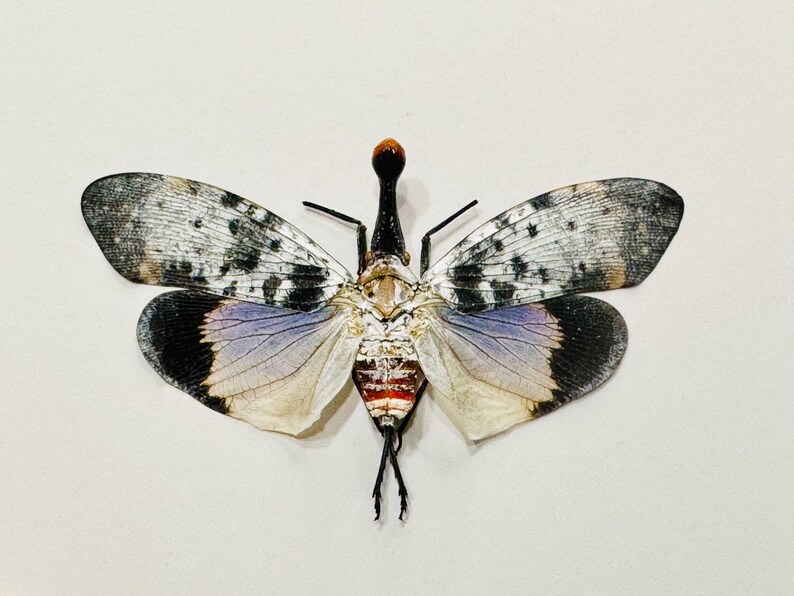 Rare Purple Planthopper, Fulgoridae Sp., Mounted (wings Spread) and ...