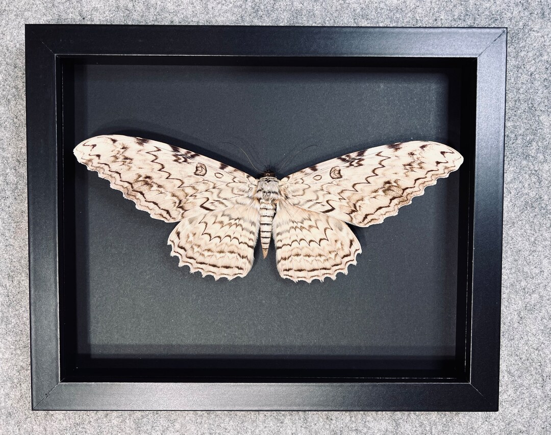 Huge White Witch Moth Thysania Agrippina Mounted and Framed - Etsy
