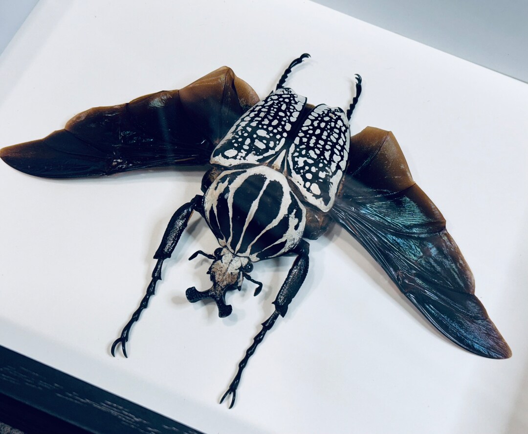 Huge 95mm Goliath Flower Beetle, Goliathis Orientalis Orientalis, Male ...