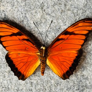 The Juno Longwing Butterfly, Dione Juno, UNMOUNTED wings FOLDED ...