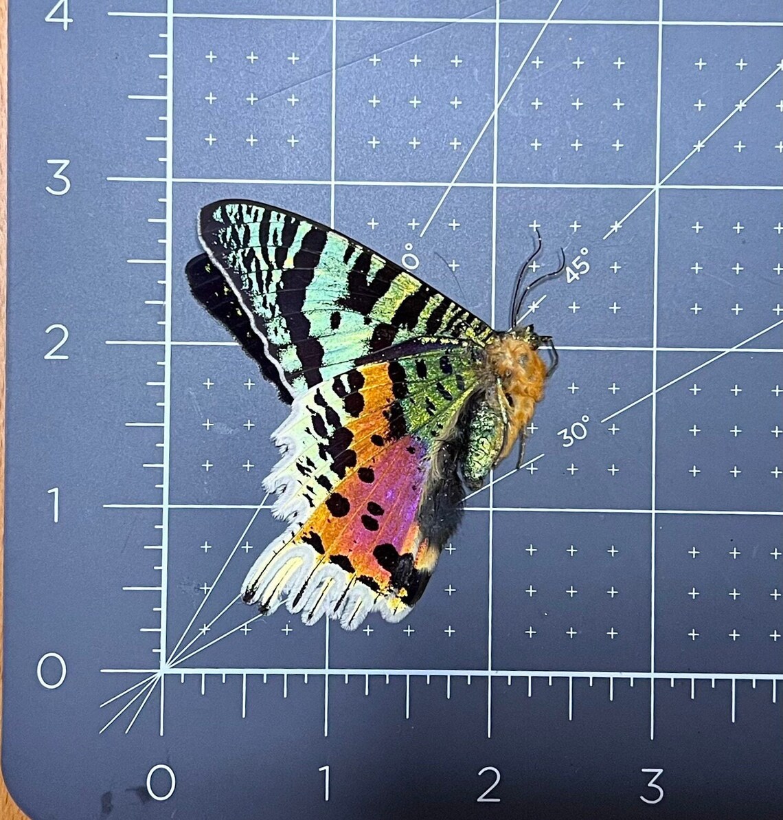 Madagascan Sunset Moth Urania Rhipheus aka Chrysiridia - Etsy