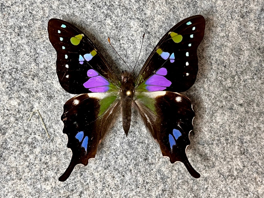 Purple Spotted Swallowtail Butterfly, Graphium Weiskei, UNMOUNTED ...
