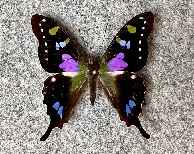 Purple Spotted Swallowtail Butterfly, Graphium Weiskei, UNMOUNTED ...