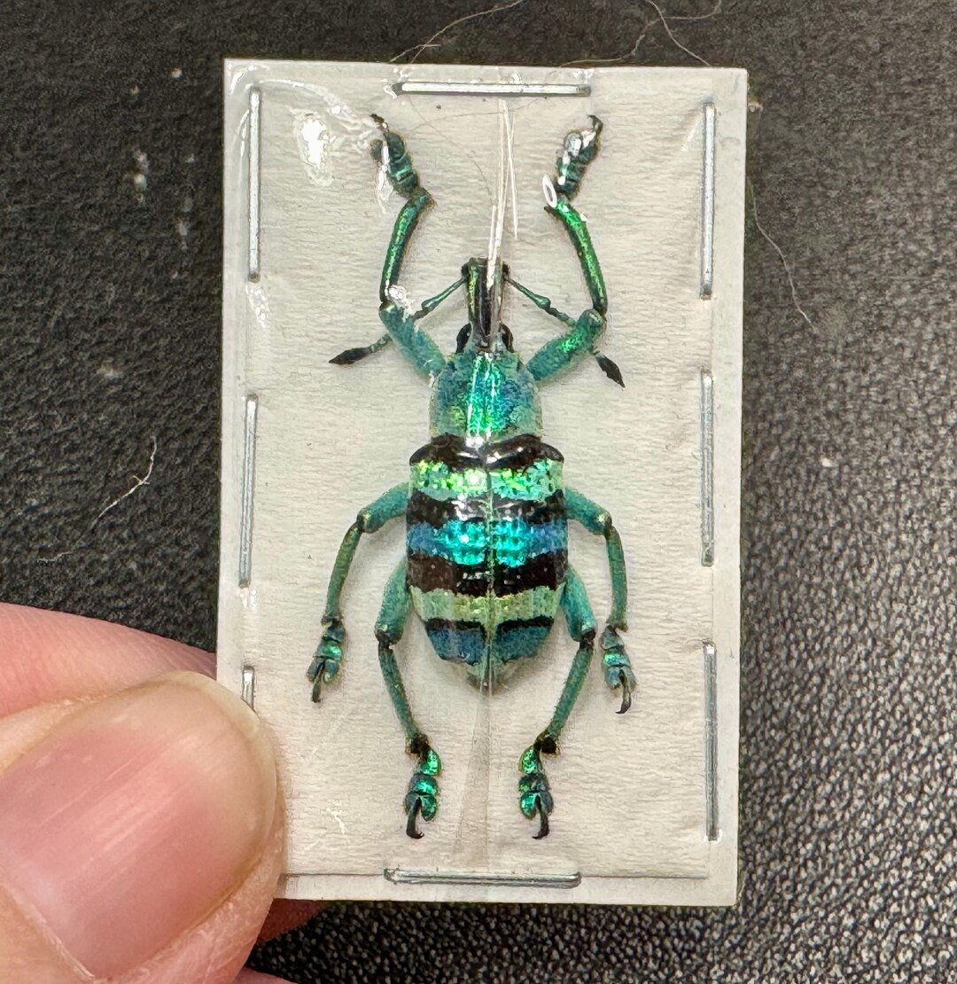 Eupholus Mimikanus, Metallic Blue-green Weevil, Unmounted, Real, Dried ...