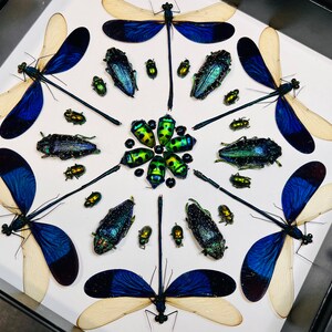 Unique Insect Mandala #10 in an 8” Square Shadowbox, Made With Real ...