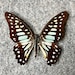 Rare Purple Spotted Phantom Butterfly, Cithaerias Pyropina, Mounted ...
