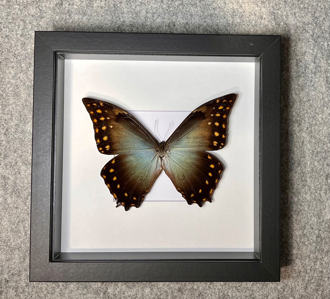 Rare Morpho Amphitryon Butterfly, Male, Mounted and Framed in a Black ...