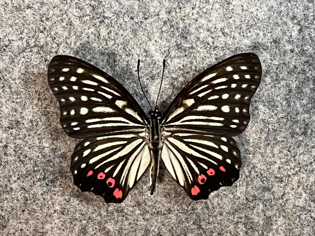 The Red Ring Skirt Butterfly, Hestina Assimilis, Unmounted (wings ...