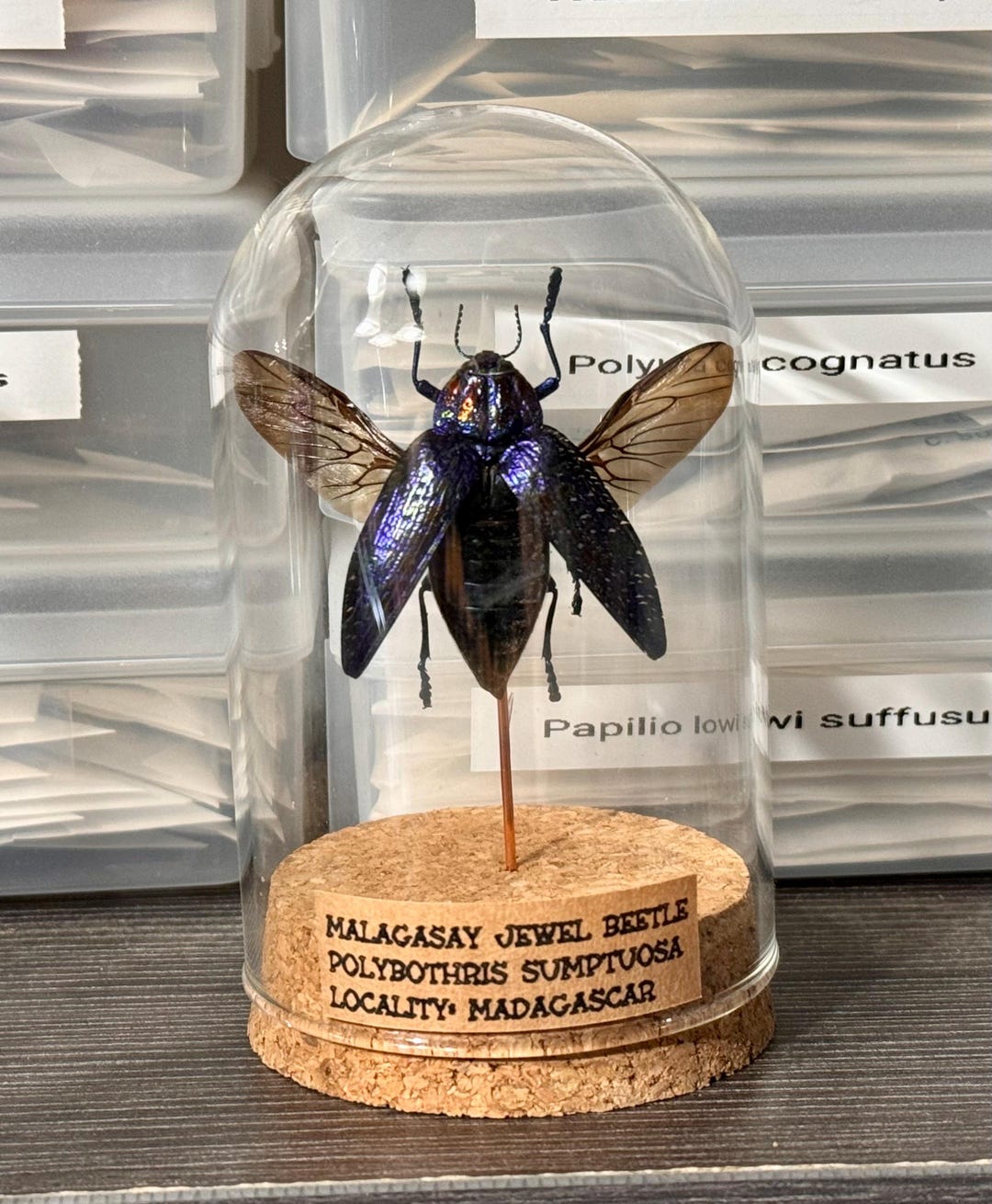 Malagasy Jewel Beetle, Polybothris Sumptuosa, Mounted in a Bell Jar ...