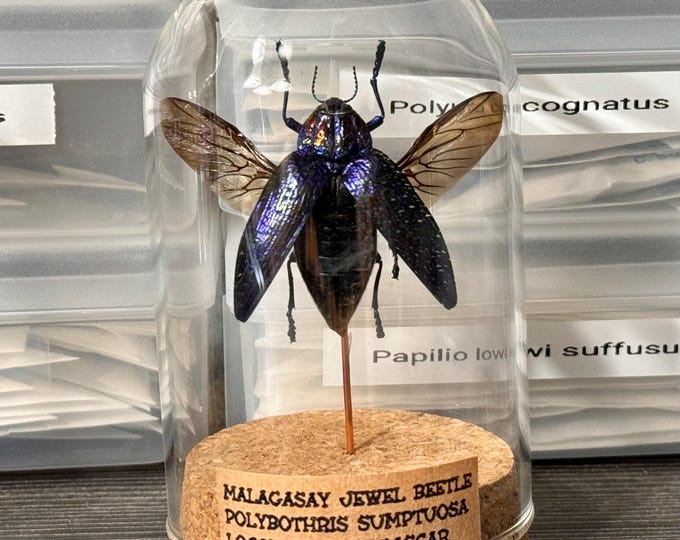Malagasy Jewel Beetle, Polybothris Sumptuosa, Mounted in a Bell Jar ...