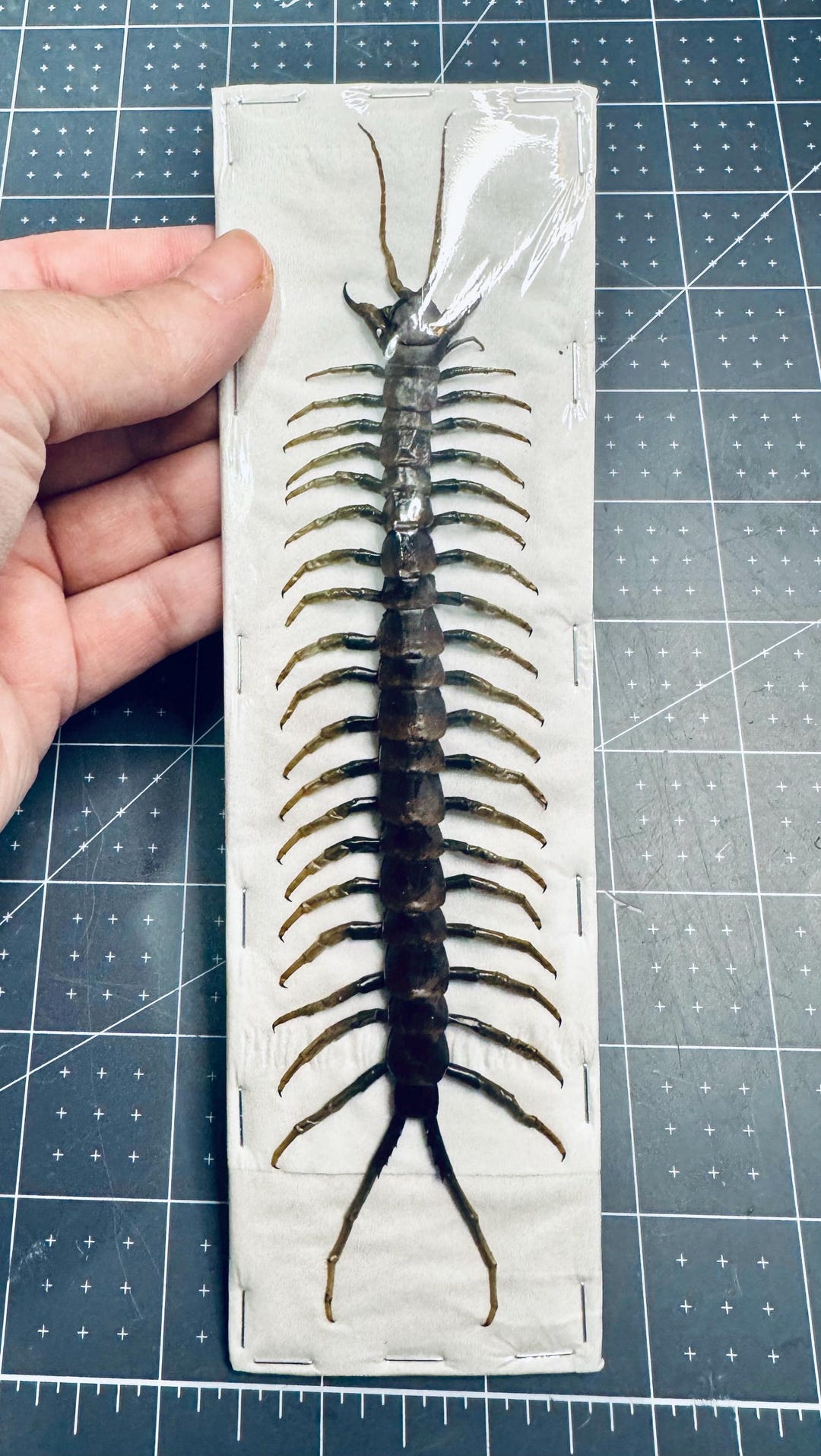 Scolopendra Subspinipes Piceoflava, Giant Orange-legged Centipede ...