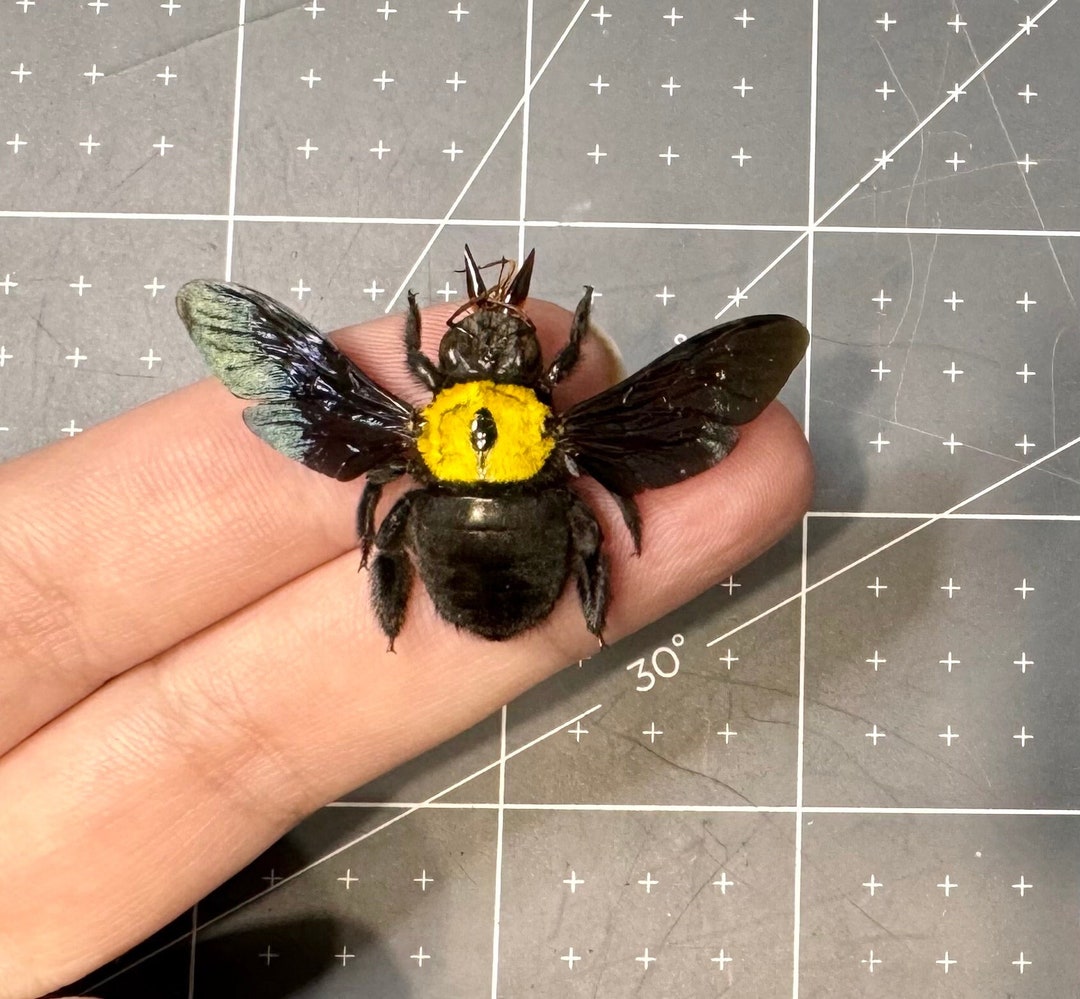 Tropical Yellow Carpenter Bee, Xylocopa Aestuans, Female, A1, MOUNTED ...