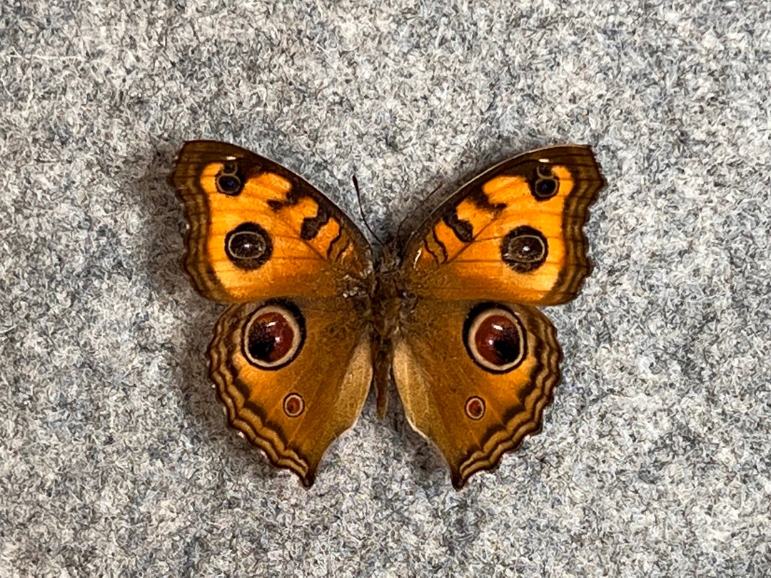 Peacock Pansy Butterfly, Junonia Almana, Summer Form, Wings Closed OR ...