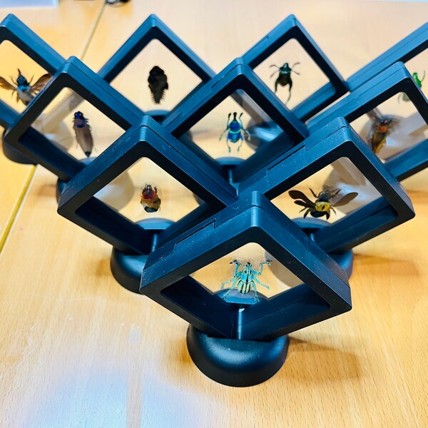 Insect Mounting Frame - Etsy