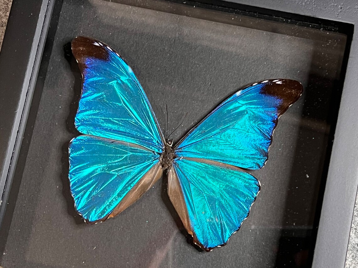 Rare Neon Blue Morpho Butterfly Morpho Absoloni Mounted and - Etsy