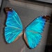 Rare Neon Blue Morpho Butterfly, Morpho Absoloni, Mounted (wings Spread ...