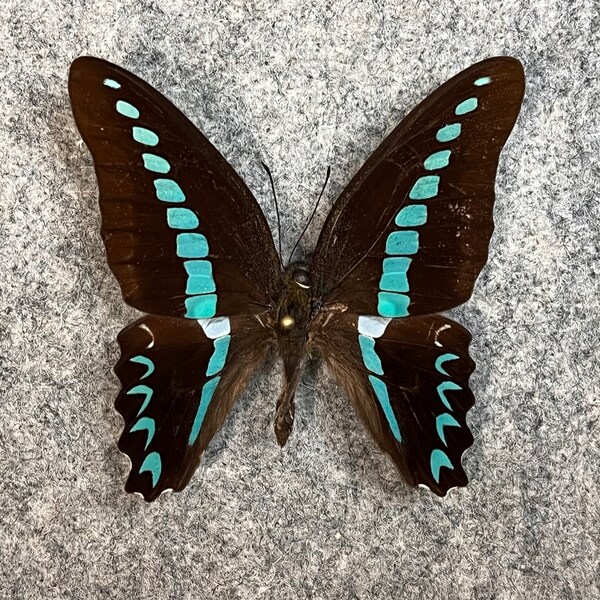 Framed Butterfly - Etsy