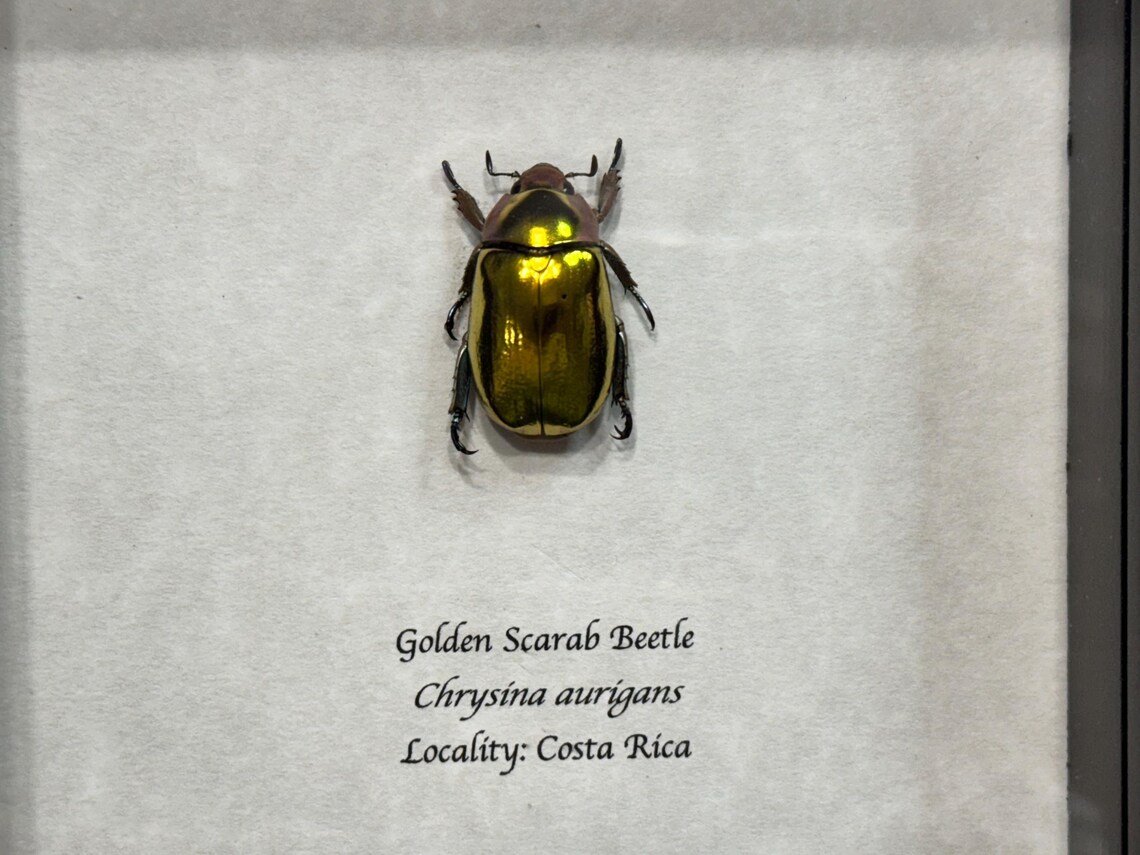 Chrysina Aurigans, RARE Shiny Golden Scarab Beetle, XL Size (30.6 Mm ...
