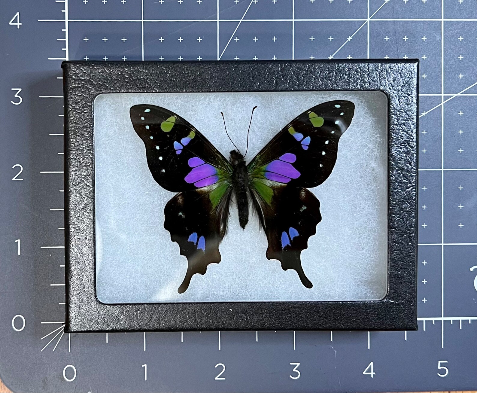 Purple Spotted Swallowtail Butterfly Graphium Weiskei Wings - Etsy